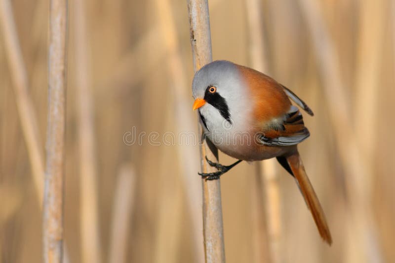 Bearded Tit stock photo. Image of reed, marsh, fishpond - 32047114