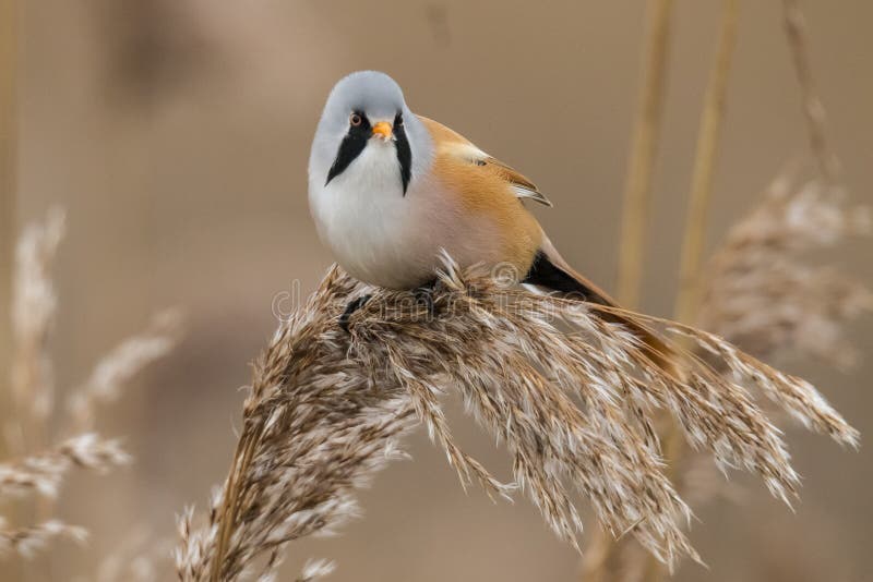 Bearded Tit, Panurus Biarmicus. a Bird Stock Image - Image of winter ...
