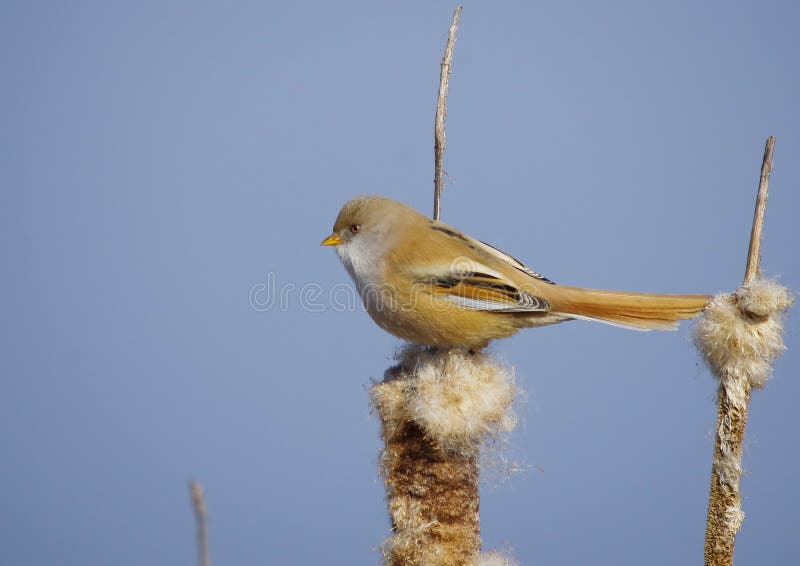 Bearded Tit - Panurus Biarmicus Stock Photo - Image of biarmicus, bird ...