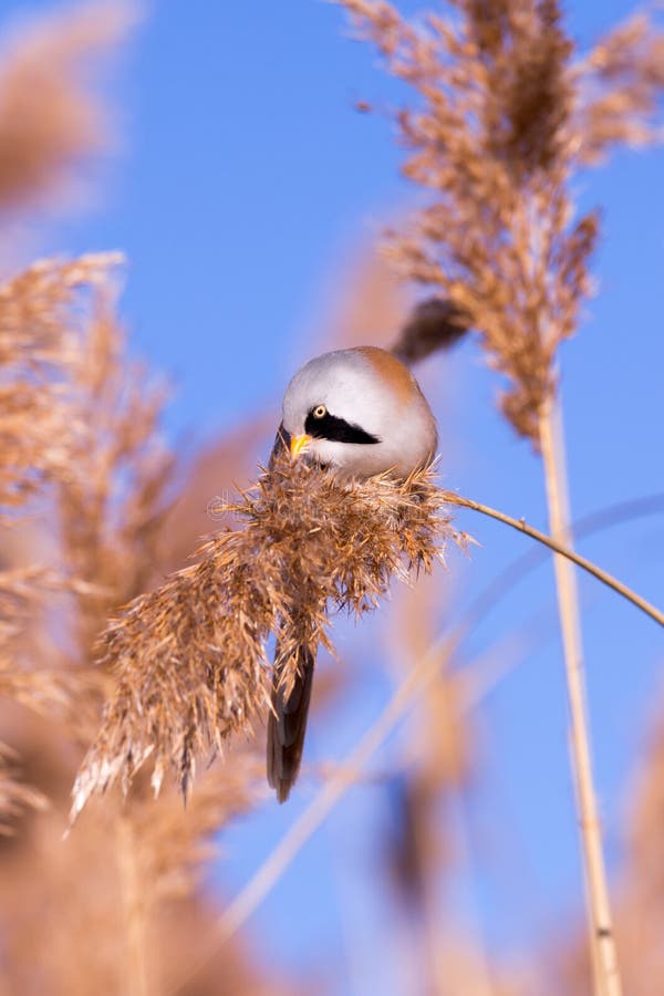 Bearded Tit on the Reed, Male Stock Photo - Image of closeup, nature ...
