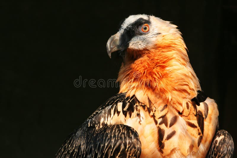 Bearded vulture stock image. Image of flight, falcon - 13605279