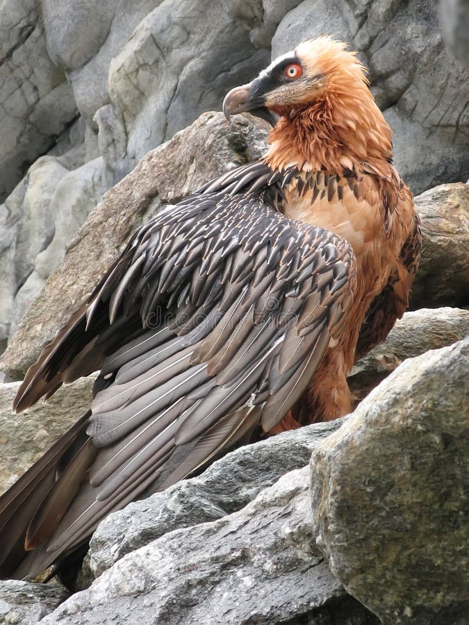 Bearded Vulture stock photo. Image of nature, kruger, destinations ...