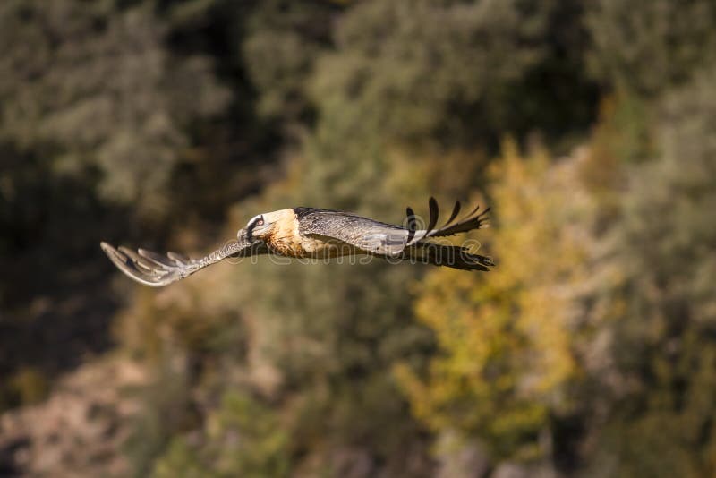 Bearded Vulture Adult Flying Stock Image - Image of close, natural ...