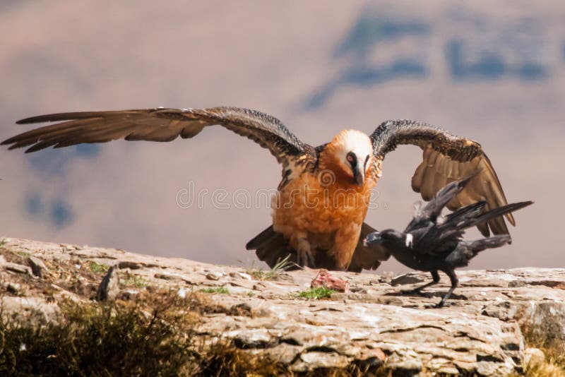 Aasvoel Stock Photos - Free & Royalty-Free Stock Photos from Dreamstime