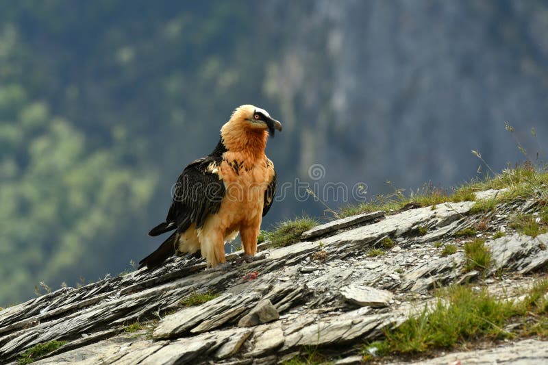 A Bearded Vulture in the Aragonian Pyrenees Stock Image - Image of ...
