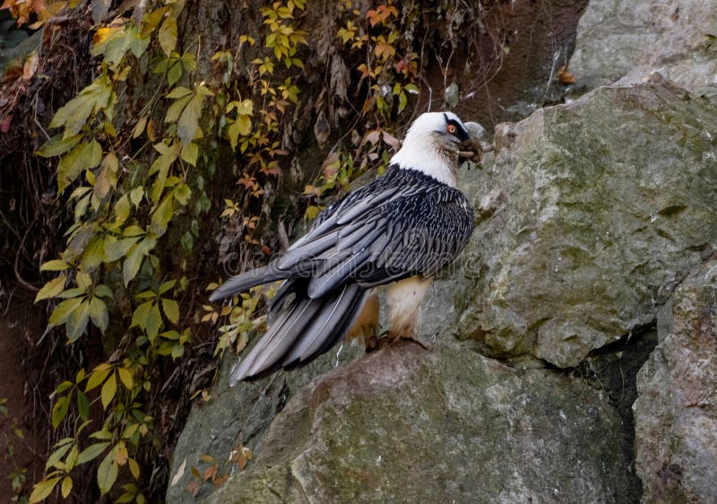 Bearded Vulture is a Bird of Prey Stock Photo - Image of entertainment ...