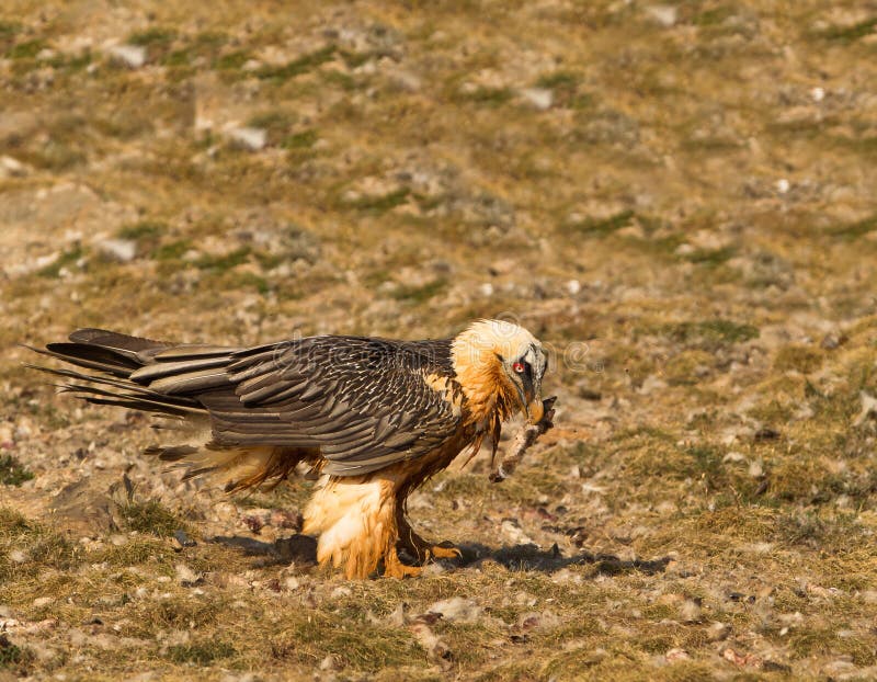 Bearded Vulture with a Bone Stock Image - Image of animal, species ...