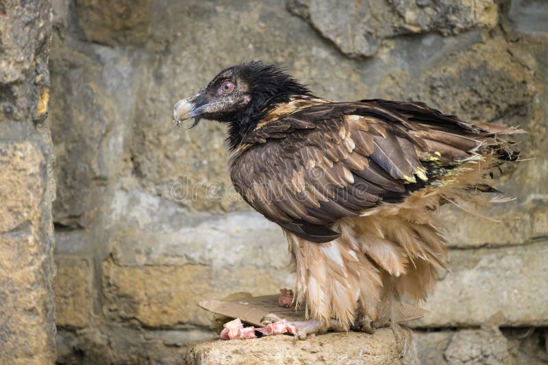 A Bearded Vulture Eating on the Ground Stock Photo - Image of ...