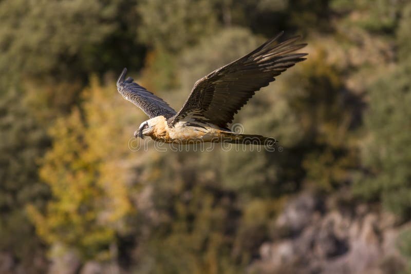 Bearded vulture in flight stock image. Image of birdwatching - 165732475