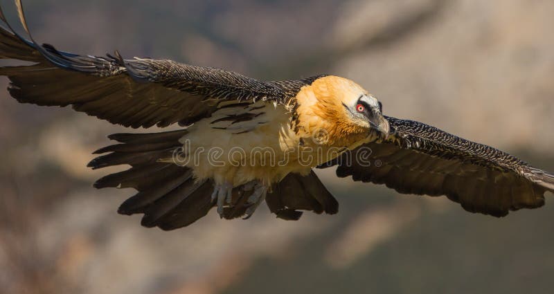 Bearded Vulture in flight stock photo. Image of scrounger - 68972784