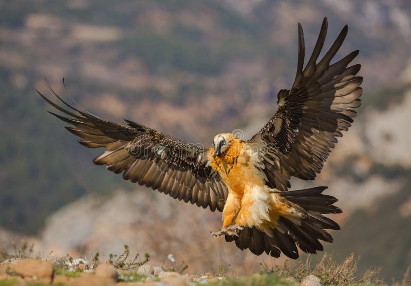 Bearded Vulture in flight stock photo. Image of fulvus - 68972724