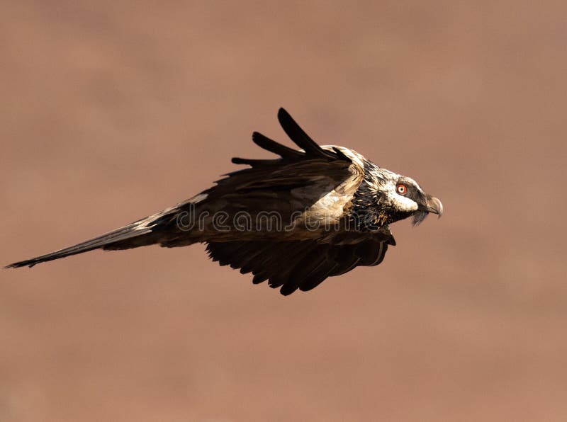 Bearded Vulture Flying Past with Wings and Tail Feathers Fully Extended ...