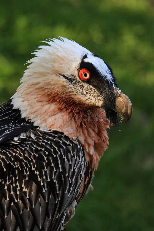 The Bearded Vulture (Gypaetus Barbatus) Stock Image - Image of barbatus ...