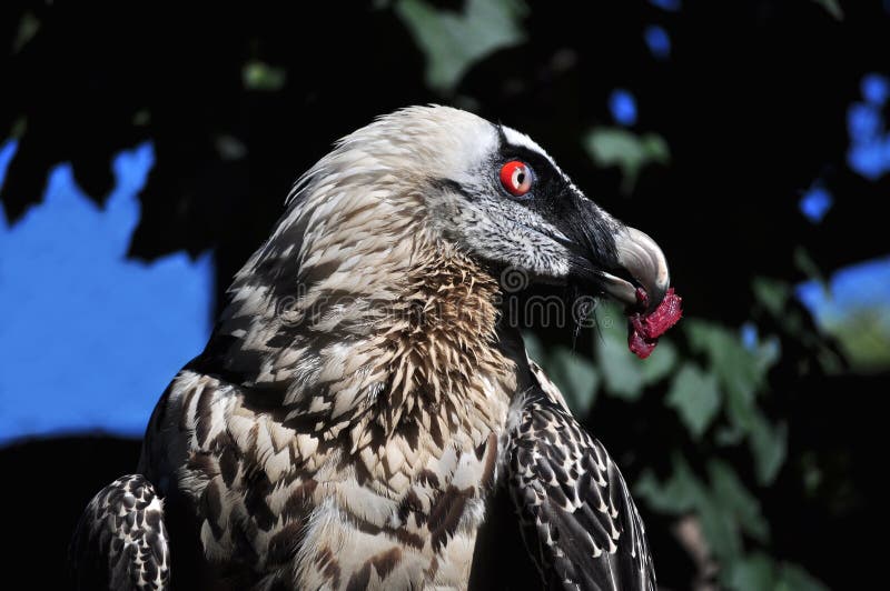 Bearded Vulture (Gypaetus Barbatus) Stock Photo - Image of wing, falcon ...