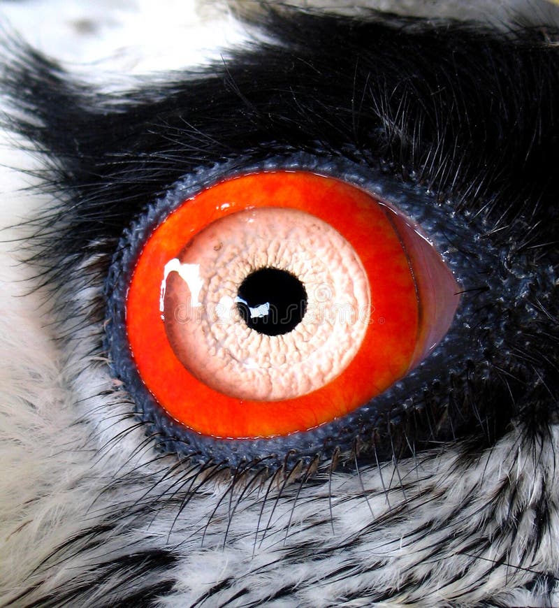 Bearded Vulture (Gypaetus Barbatus) Stock Photo - Image of animals ...