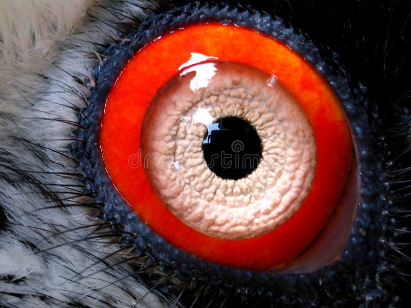 Bearded Vulture (Gypaetus Barbatus) Stock Photo - Image of barbatus ...