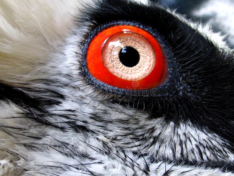 Bearded Vulture (Gypaetus Barbatus) Stock Photo - Image of gypaetus ...