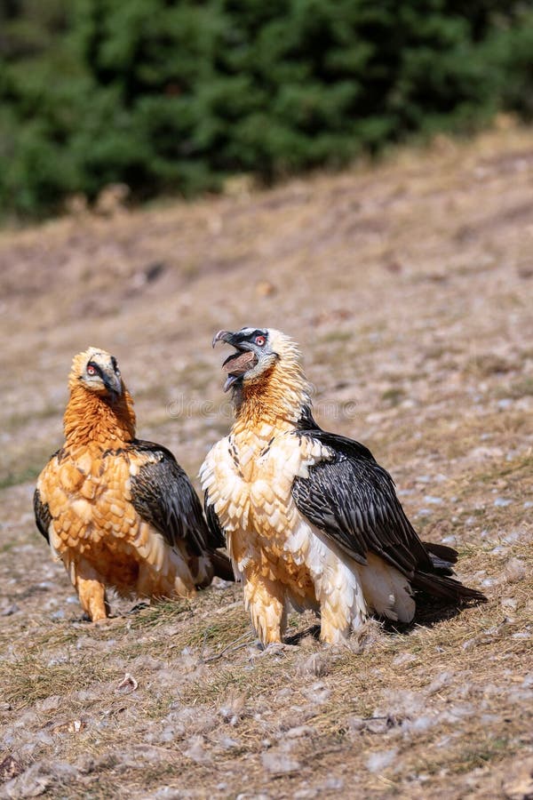 Bearded Vulture in the Pyrenees, Spain Stock Image - Image of wildlife ...