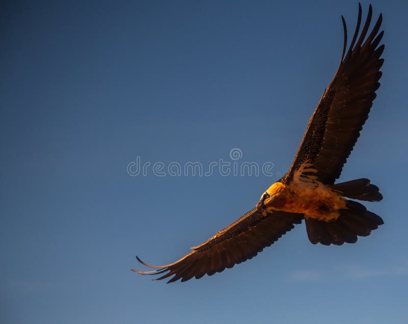 A Bearded Vulture Lammergeier in Flight Stock Image - Image of bird ...