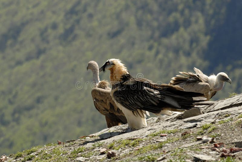 Bearded Vulture in the Pyrenees Stock Image - Image of composition ...