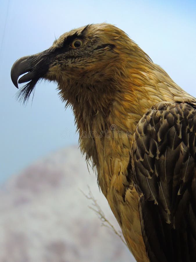 Bearded vulture stock photo. Image of raptor, vulture - 80720194