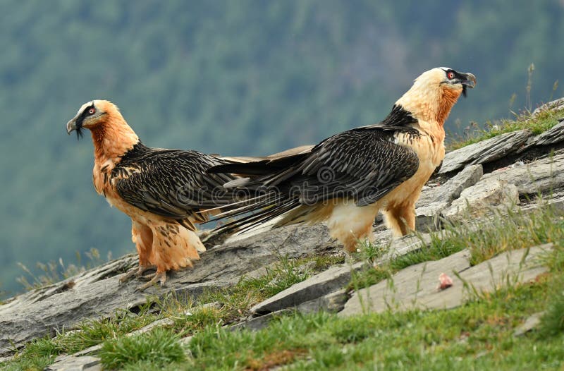 Bearded vultures stock photo. Image of bird, shorebird - 282950716