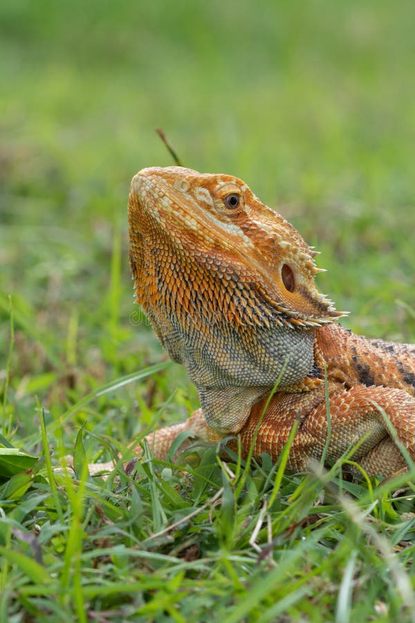 Bearded Yellow Dragon Head at the Grass Field Stock Image - Image of ...