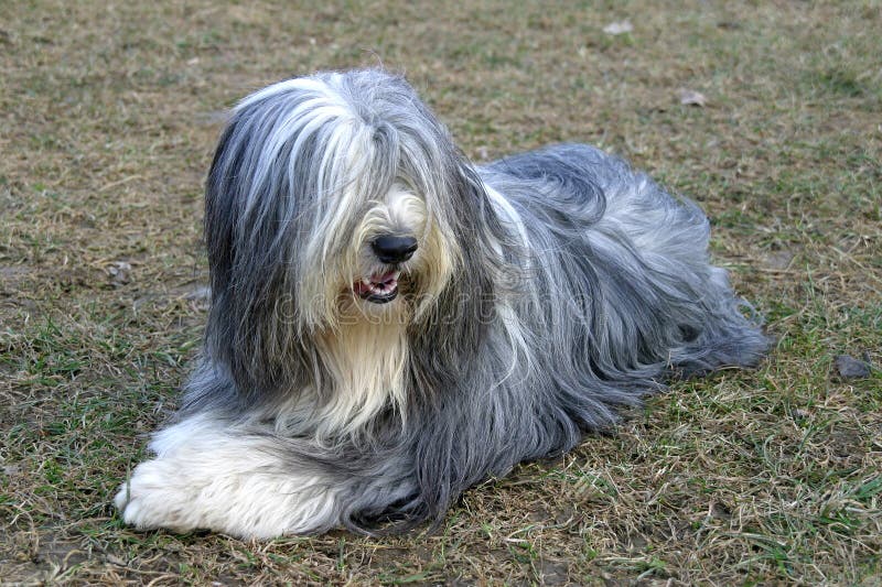 Afghan hound stock photo. Image of afgan, cute, eastern - 25721554