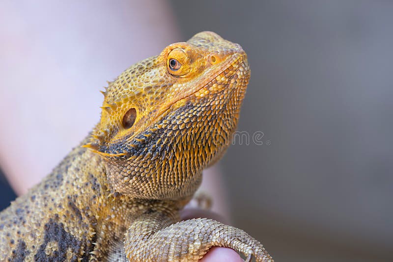 Dragon profile stock image. Image of catalunya, serigraph - 97427183