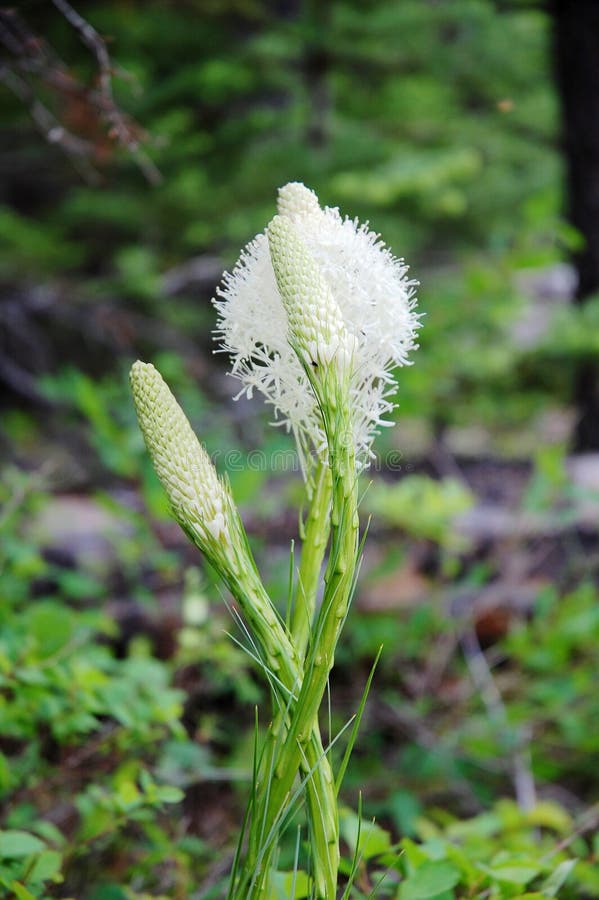 Beargrass Picture. Image: 5641557