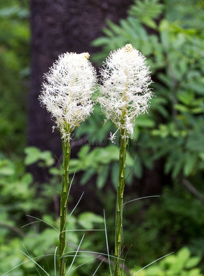 Beargrass stock photo. Image of summer, meadow, natural - 57629158