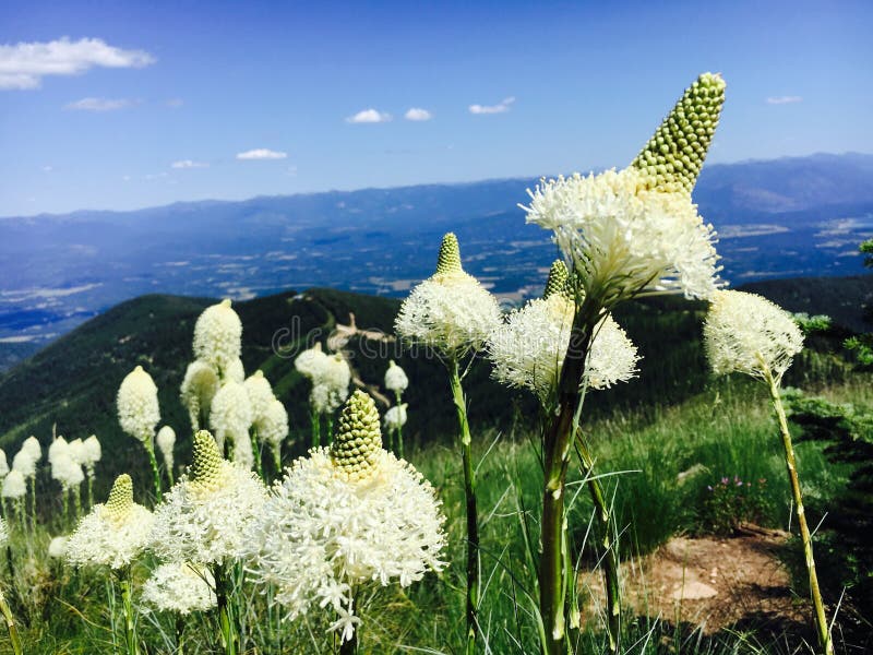 Multiple Beargrass Flower Stock Photos - Free & Royalty-Free Stock Photos from Dreamstime