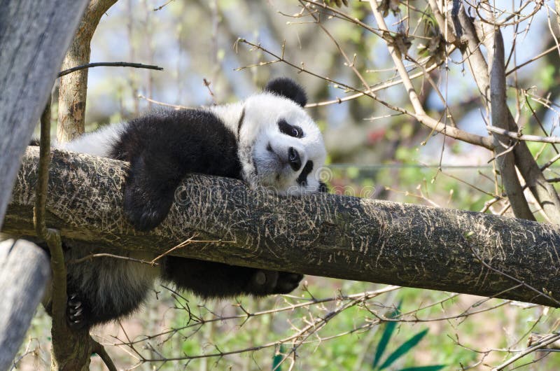 Bearish stock photo. Image of mammal, clumsy, vulnerable - 89738310