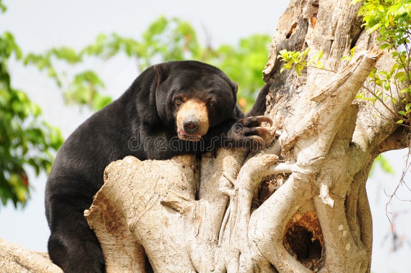 Bearly Awake stock photo. Image of solitary, animal, asia - 19736388
