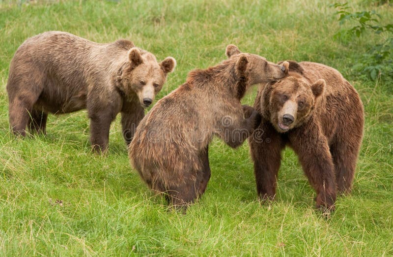 Bears stock image. Image of menacing, bear, wild, family - 10411247