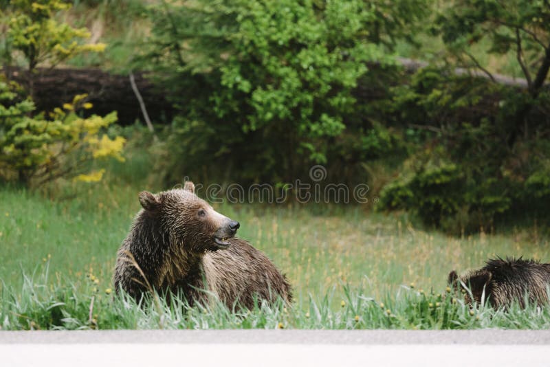 Bears at Banff National Park Stock Image - Image of route, side: 79660485