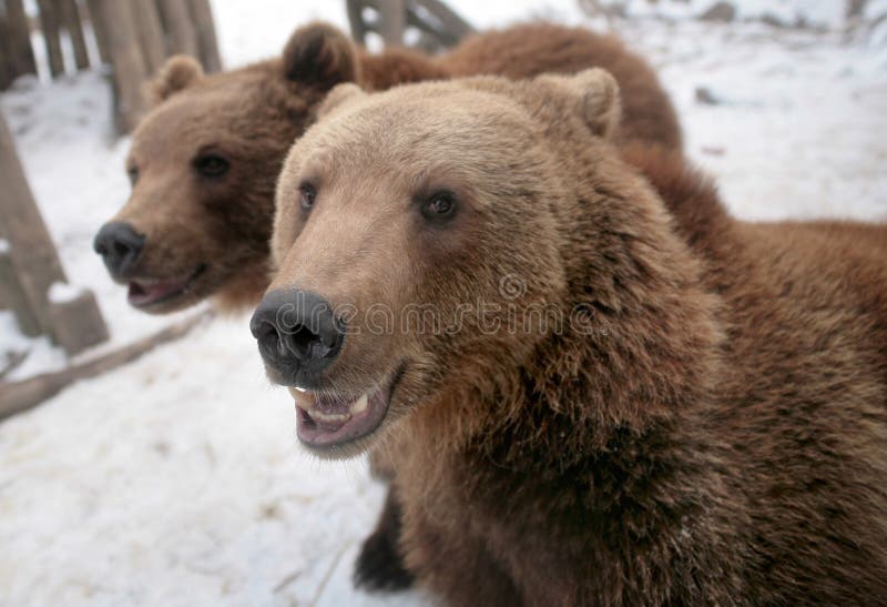 Bears stock image. Image of wild, bear, brown, farm, winter - 82684131