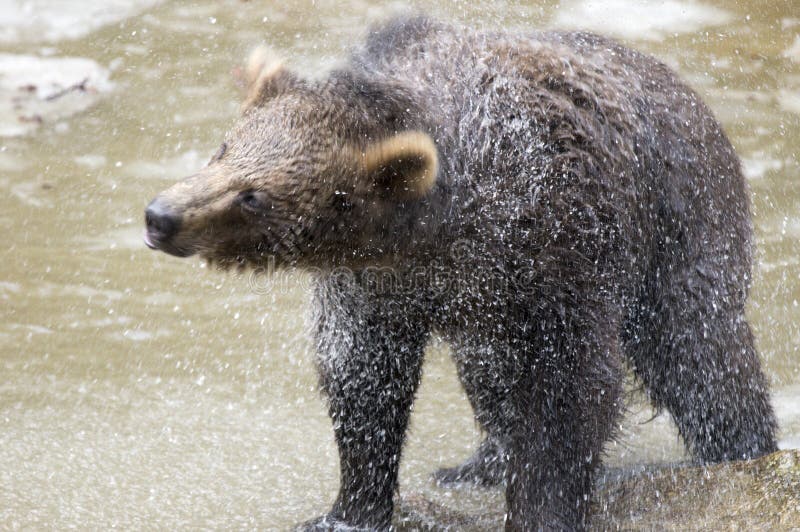 Bears in the Bohemian Forest, Germany. Stock Photo - Image of bayern ...