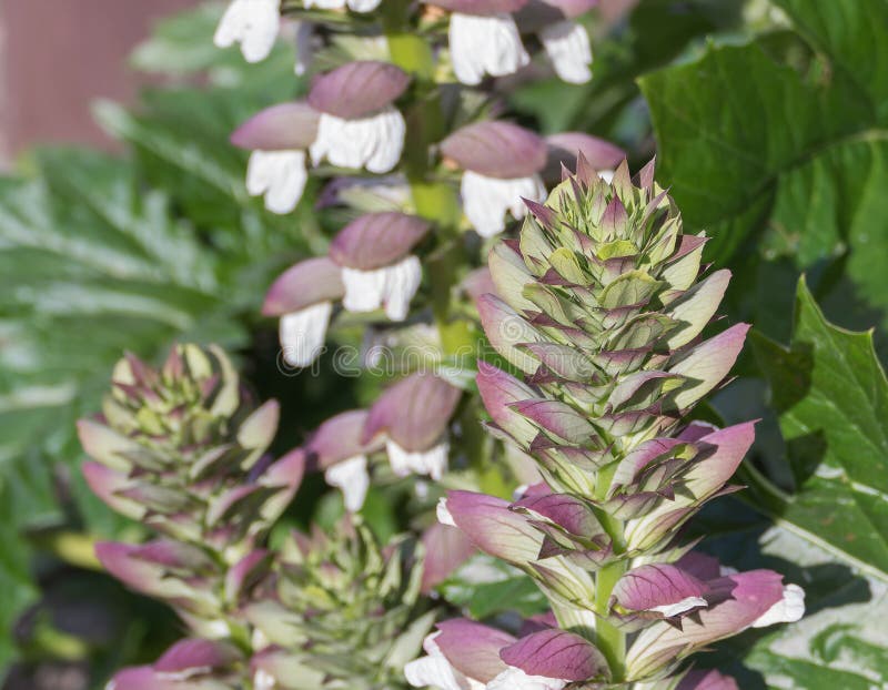 Bears Breeches Plant in Bloom with Sunlight Outdoors Acanthus Mollis ...