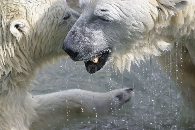 Bear hug stock image. Image of bears, nature, weather, canada - 461887