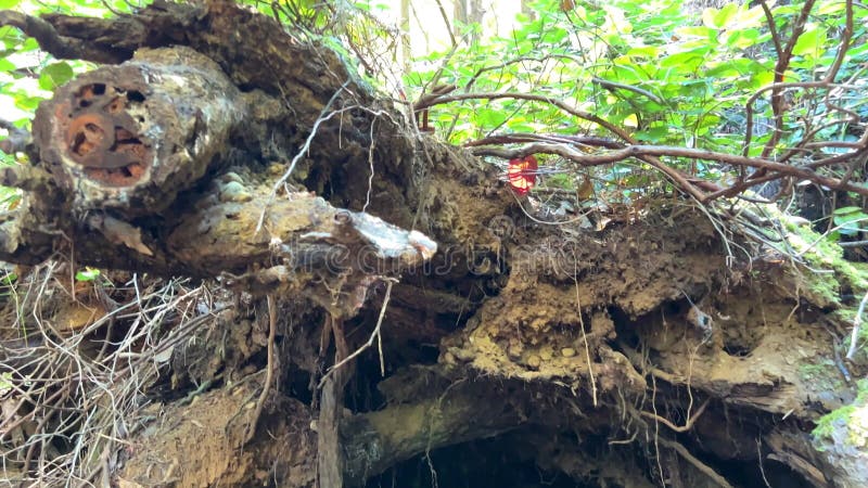 Bears Den Under a Tree in a Large Hole in Which Logs Lie and Tree Roots ...