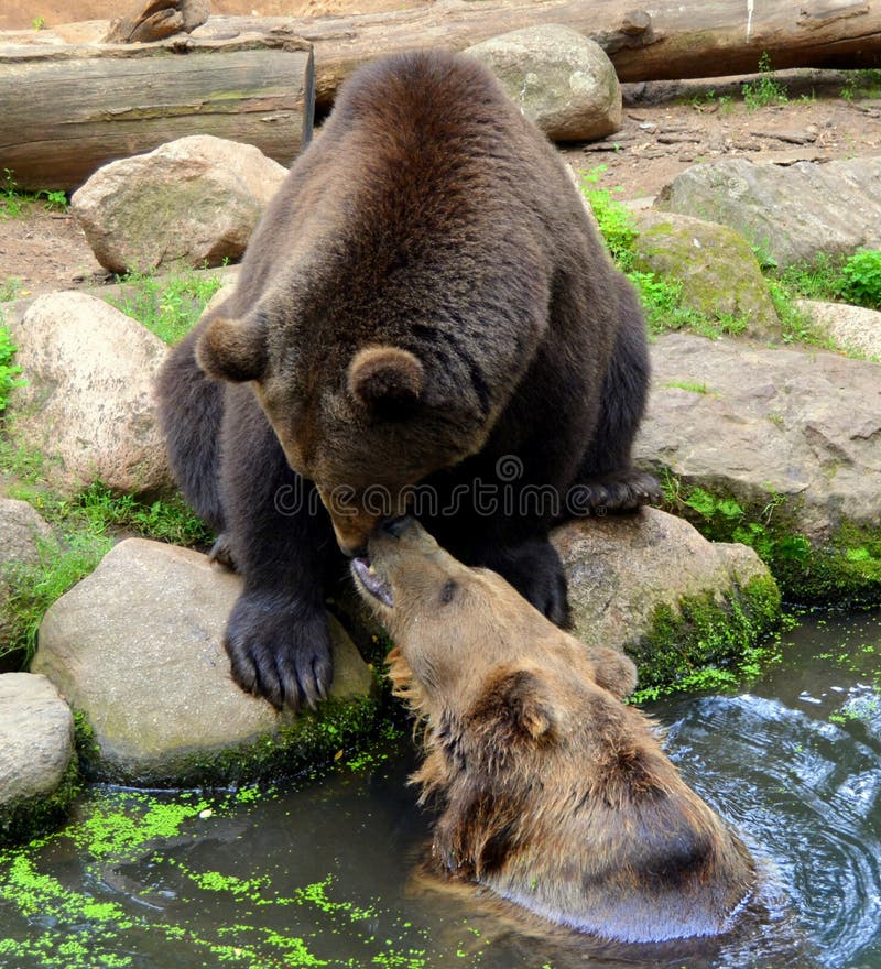 Bears stock image. Image of fallinlove, loveisallaround - 92542825