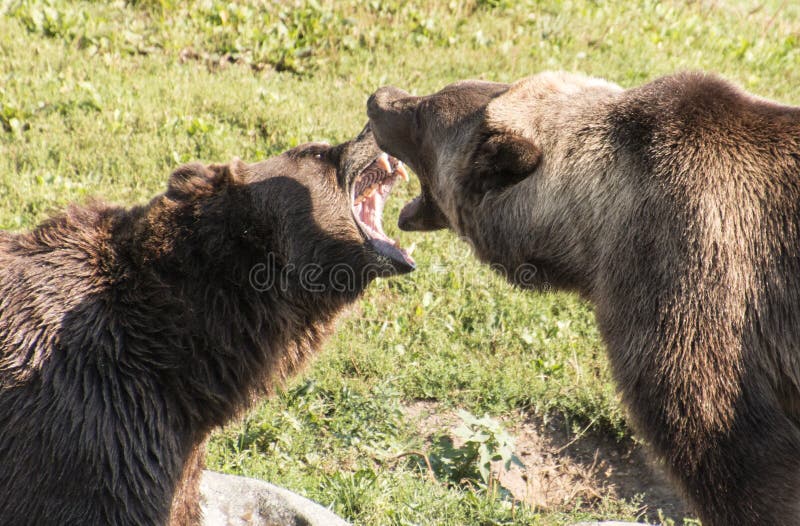 Bears at play stock photo. Image of brown, animal, north - 92625884