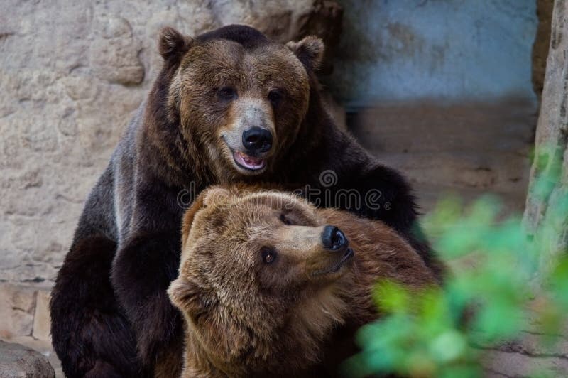 Bears playing stock photo. Image of animals, strong, wildlife - 19810728