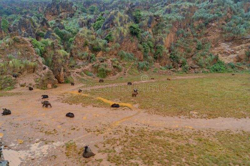 Bears in a spanish zoo stock photo. Image of cute, green - 161215874