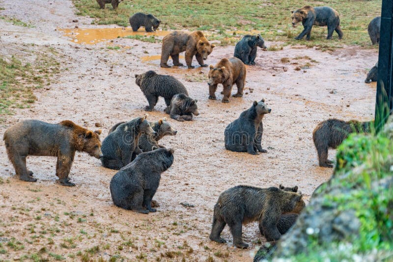 Bears in a spanish zoo stock photo. Image of forest - 161217104