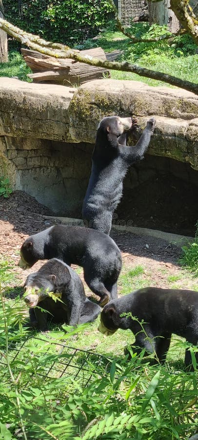 Bears start playing stock photo. Image of plant, animal - 224556160