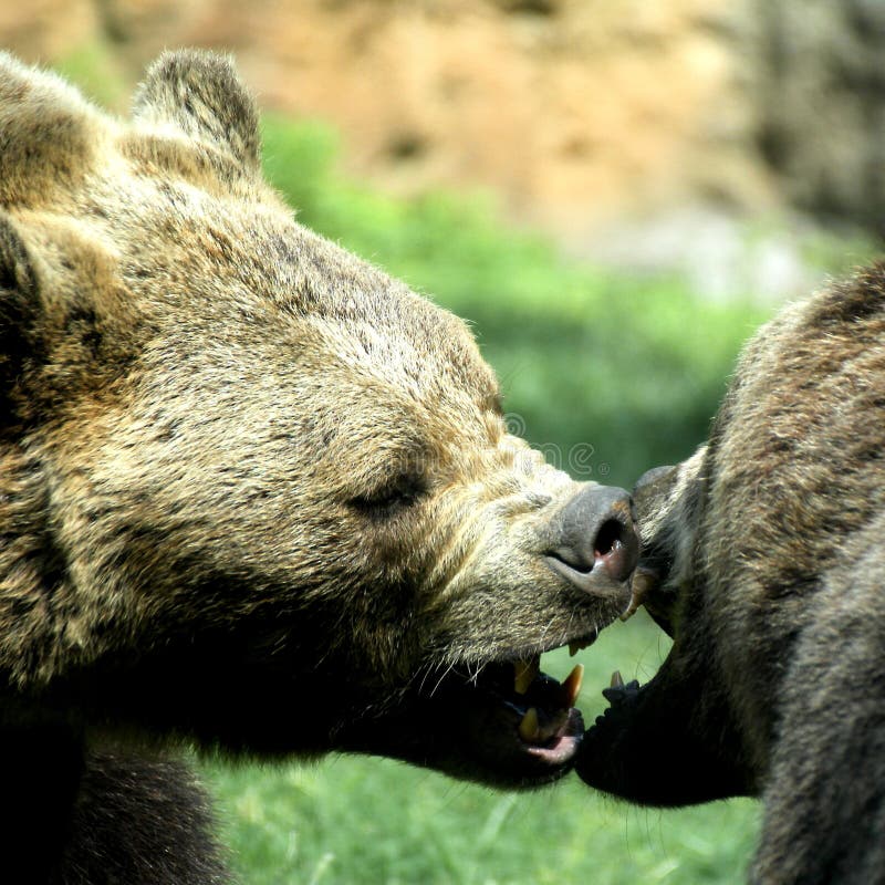 Bears Struggle with Mighty Bites and Blows the Mouth Open and Th Stock ...