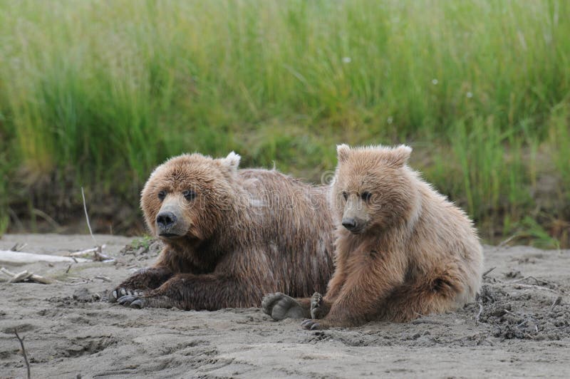 Bears Waking Up from NAp Time Stock Photo - Image of alaska, animal ...