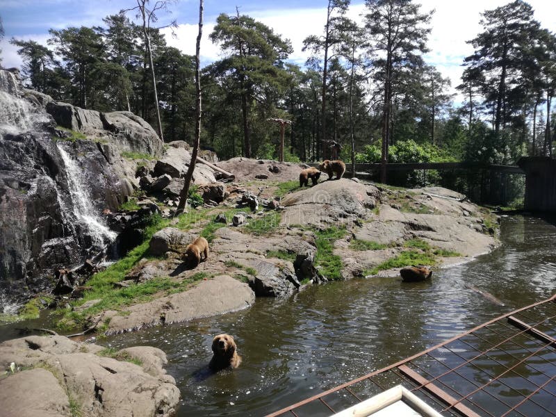 Bears in a Zoo Enclosure with Waterfall and Pond. Stock Photo - Image ...